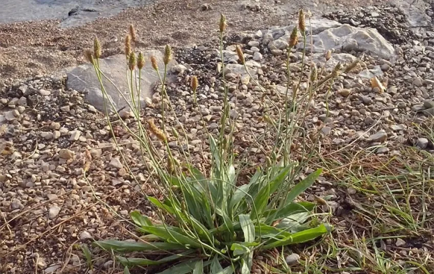 TRPUTAC (Plantago sp.) - Prirodni kutak