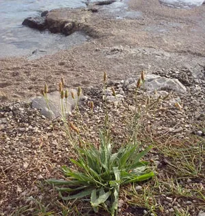 TRPUTAC (Plantago sp.) - Prirodni kutak
